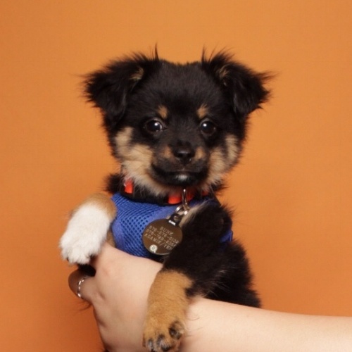 How to Size Images for Your Blog Content [HubSpot Support Series]