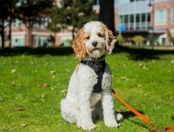 How to Size Images for Your Blog Content [HubSpot Support Series]