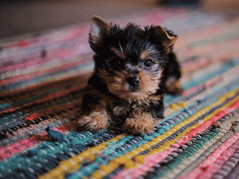 How to Add a CSS Fade-in Transition Animation to Text, Images, Scroll ...