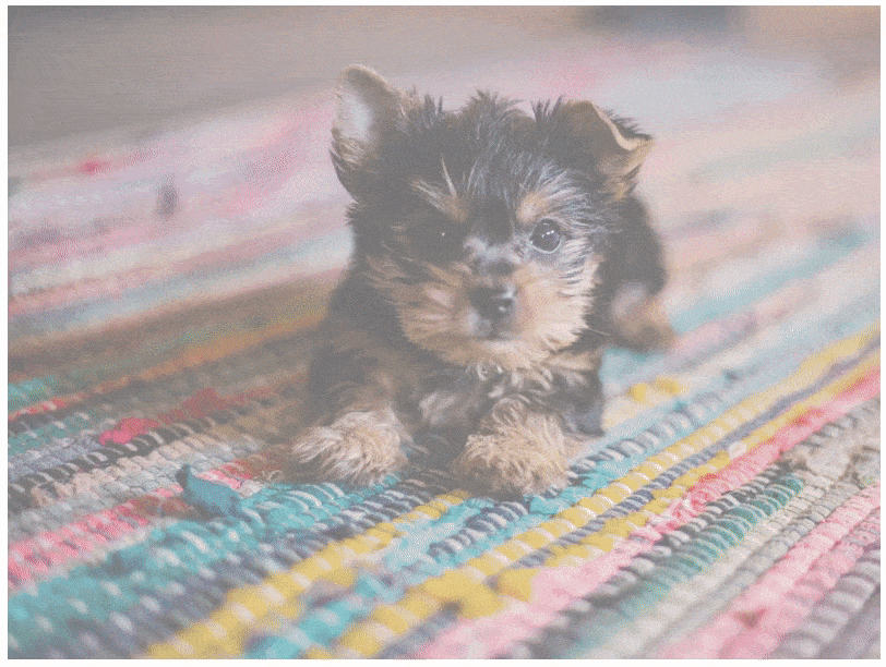 How to Add a CSS Fade-in Transition Animation to Text, Images, Scroll ...